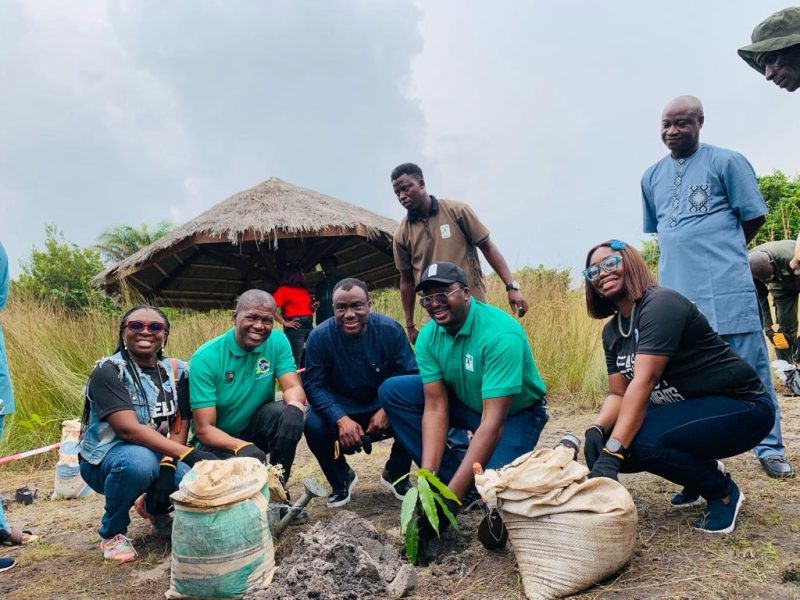 Green Recovery Nigeria: Stanbic IBTC Partners NCF to Plant 30,000 Trees ...